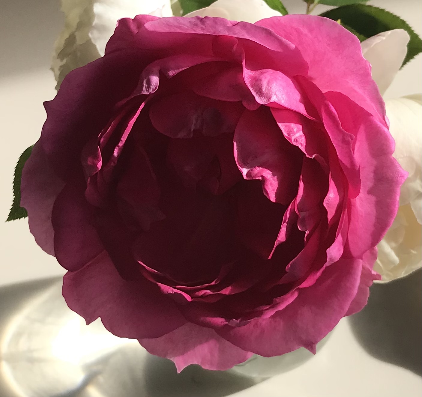 3. ROSE (suite) – Sur le fil entre rêve et réalité.