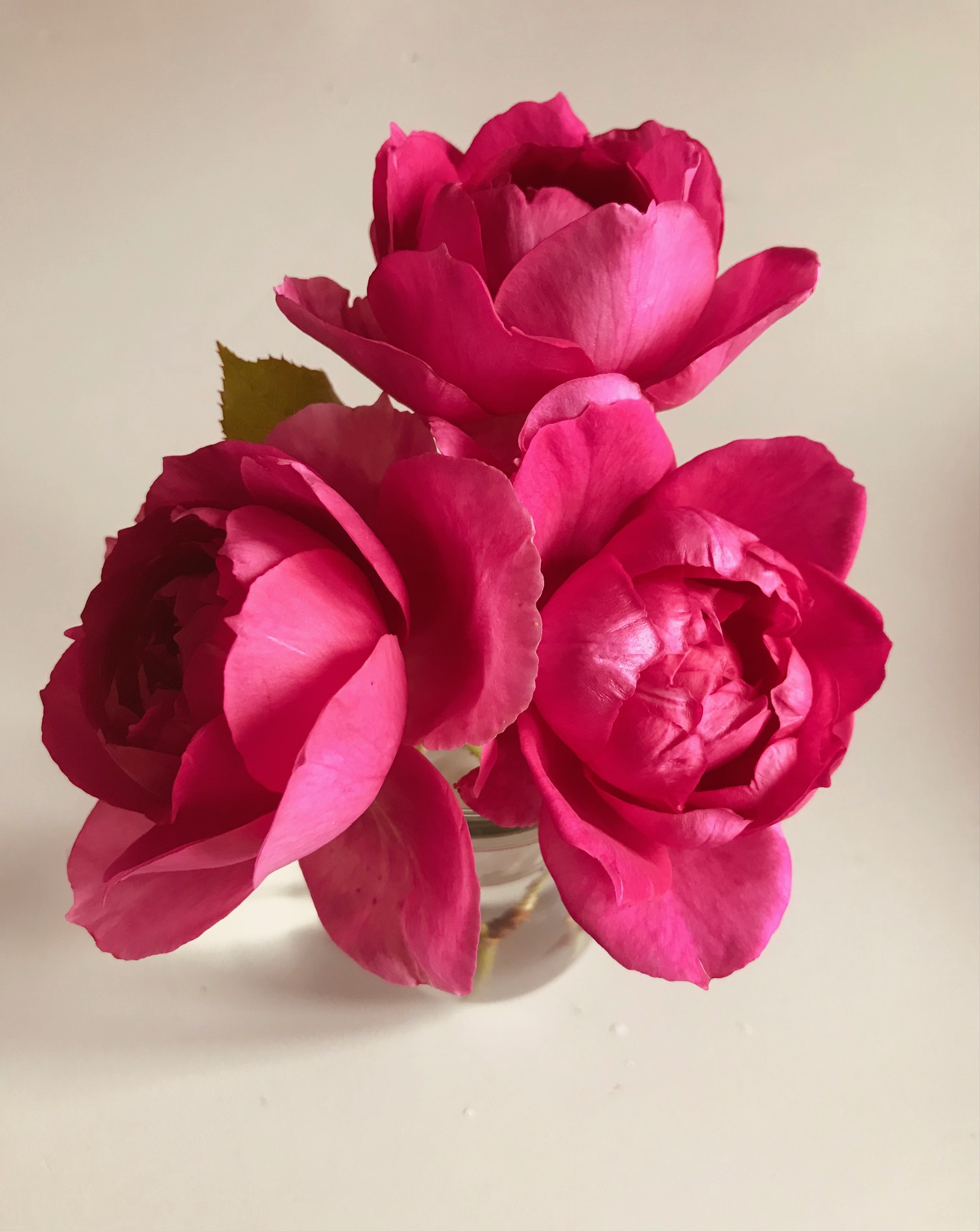 6. Dans le cœur de la rose (suite) – Sur le fil entre rêve et réalité.